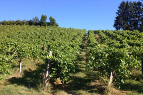 Weinberg | Les Mergats